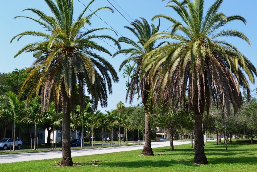 Dates Tree – Empowerment Program